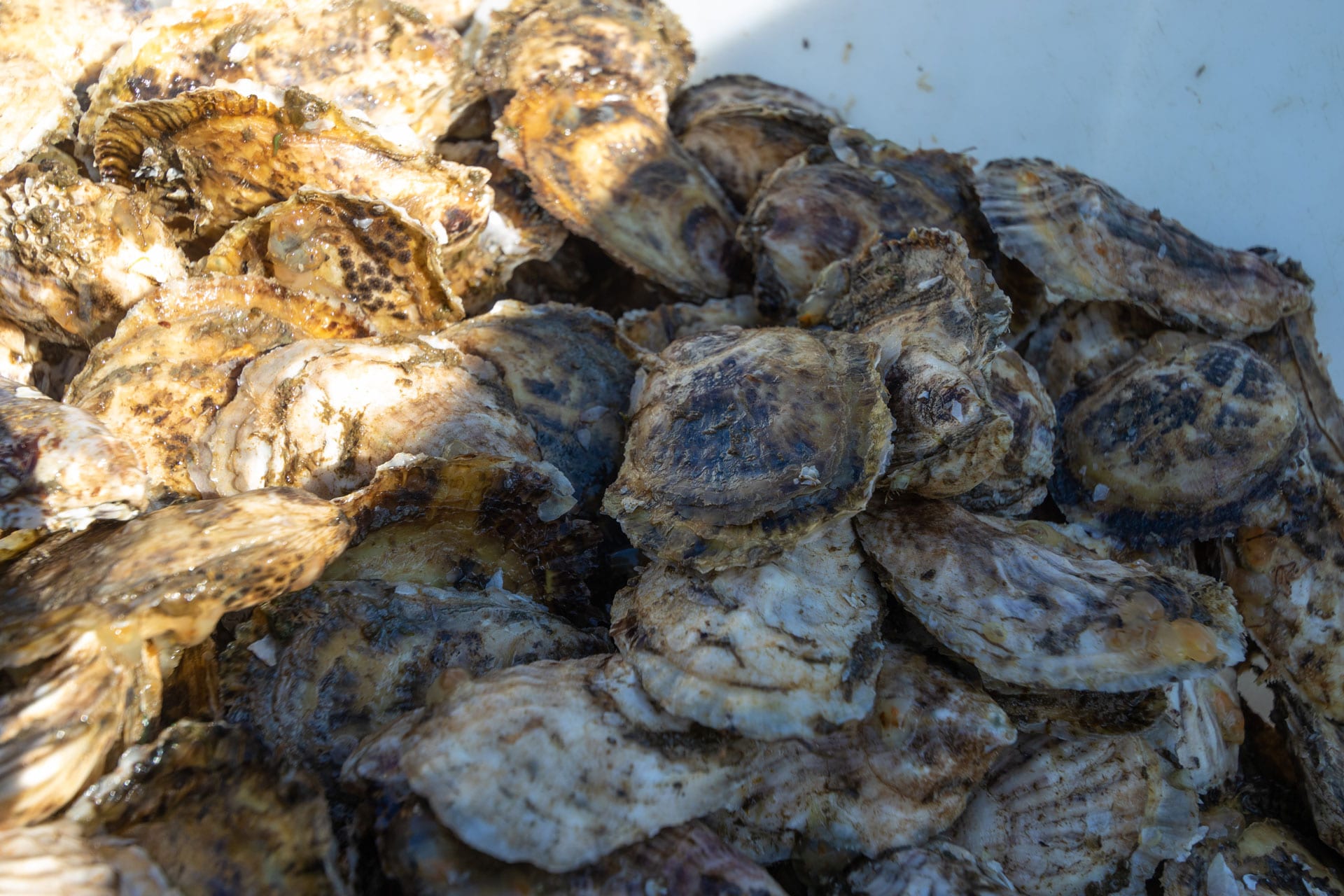 5 Reasons to Eat Gulf of Maine Seafood - Quahog Bay Conservancy